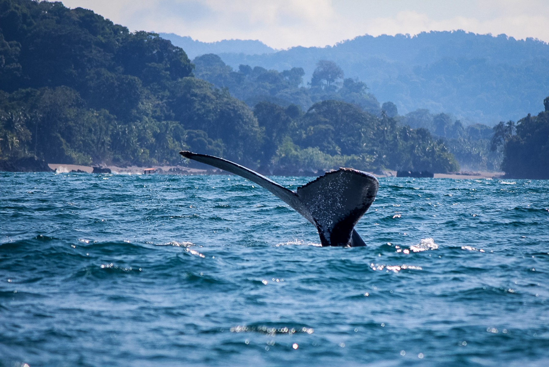 De la selva al Pacifico - Aventure Colombia