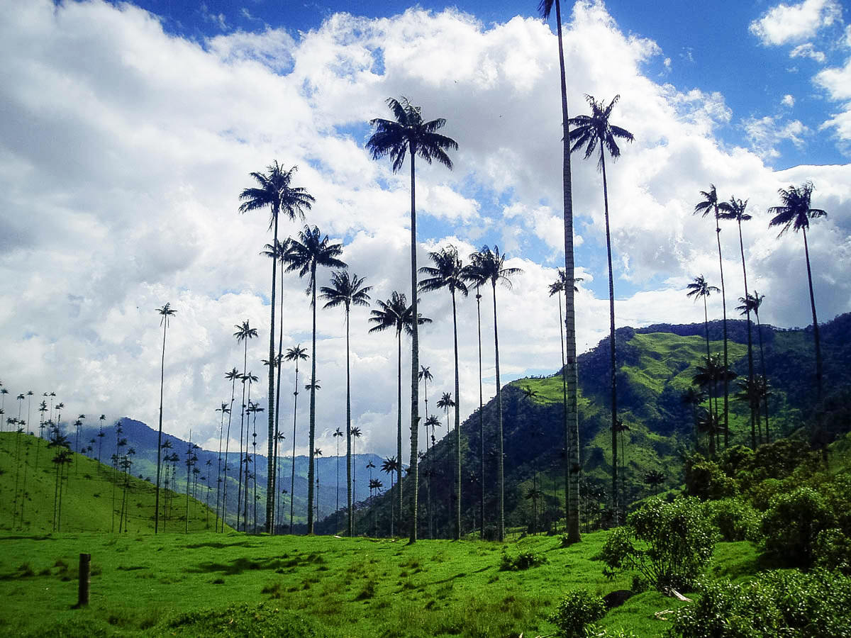 Que faire à Salento et la vallée de Cocora - Aventure Colombia